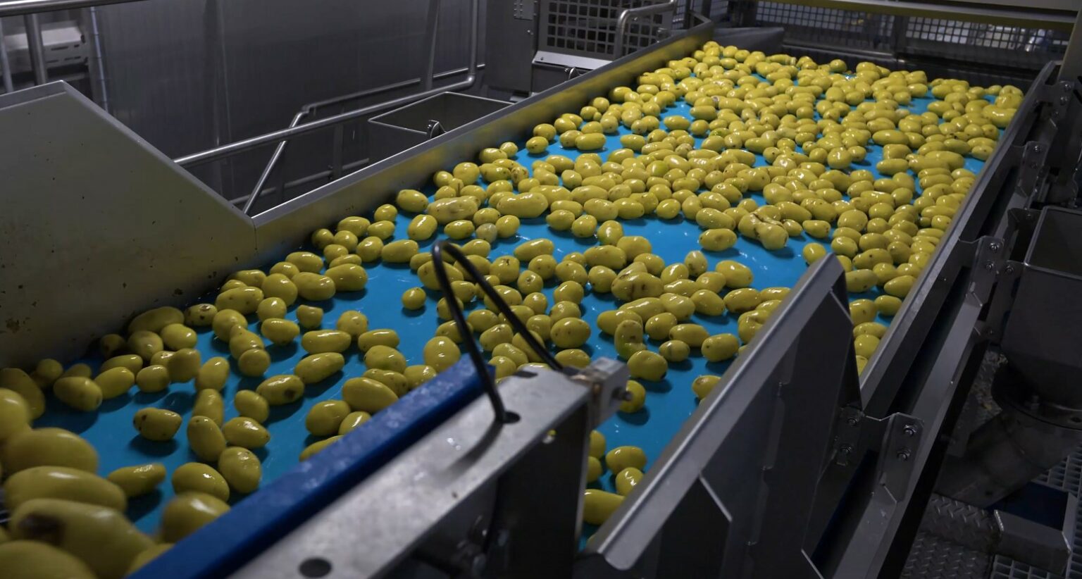 French fry line – Tummers